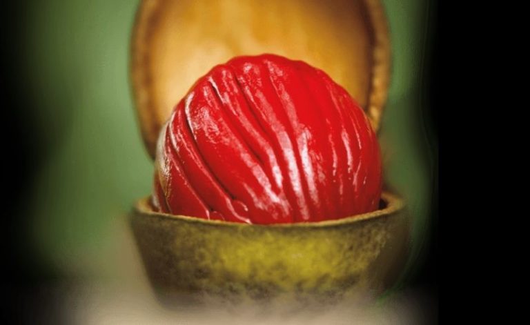 Ucuúba Fruta: Para que serve, benefícios, como usar e cuidados | Cura ...