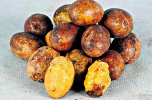 Uxi Fruta: Para que serve, valor nutricional e benefícios | Cura Natural