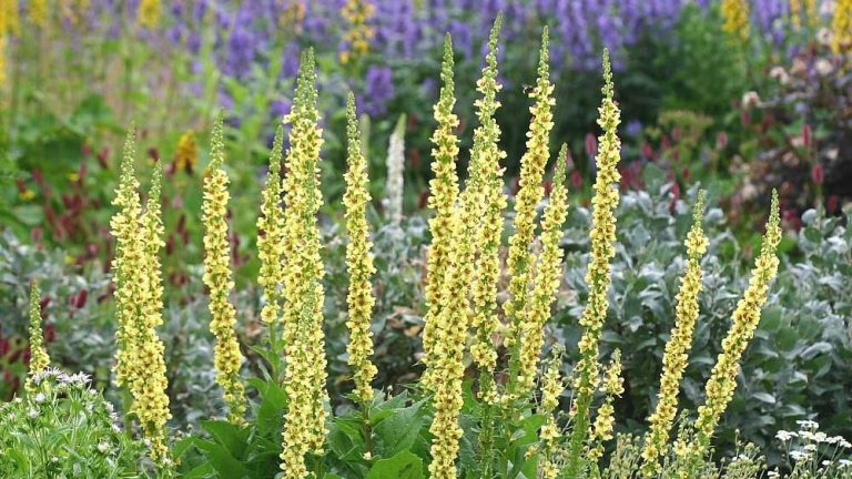 Os 15 Benefícios do Verbasco Para Saúde! | Cura Natural