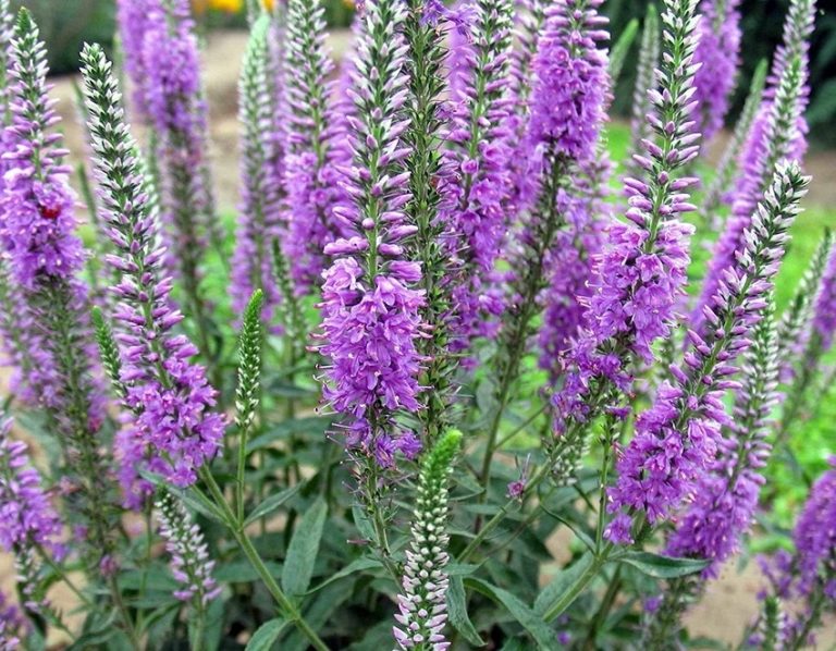 Verônica - O que é, Benefícios e Como Usar | Cura Natural