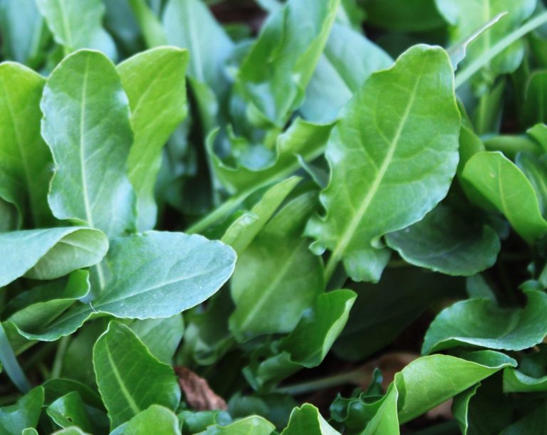 Azeda: O que é, valor nutricional, benefícios e precauções | Cura Natural